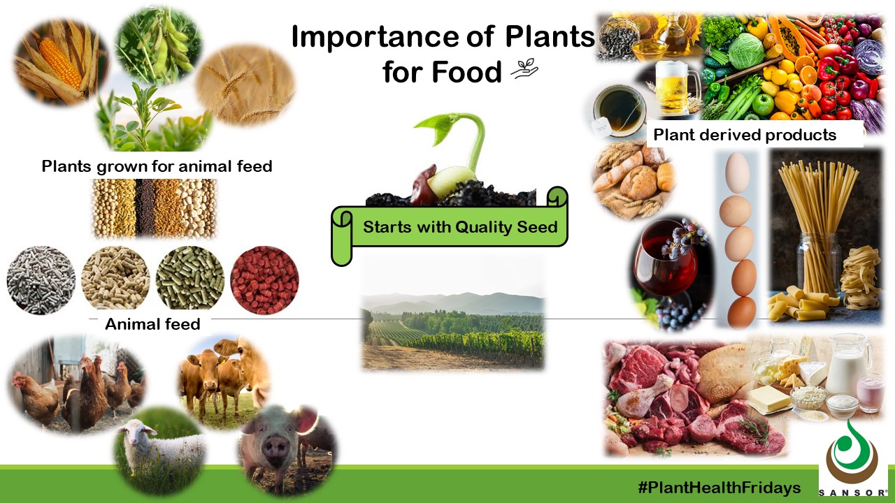 Images Of Food From Plants And Animals Plant And Animal Needs