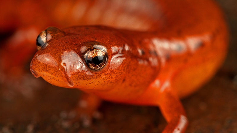 Salamander Eyes