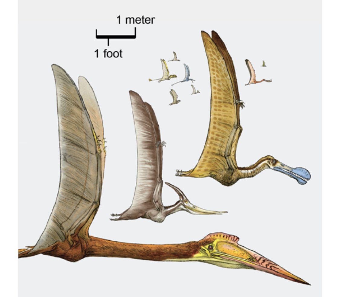 A Thread from @JanelleCShane: "“Hatzegopteryx, from modern-day Romania ...