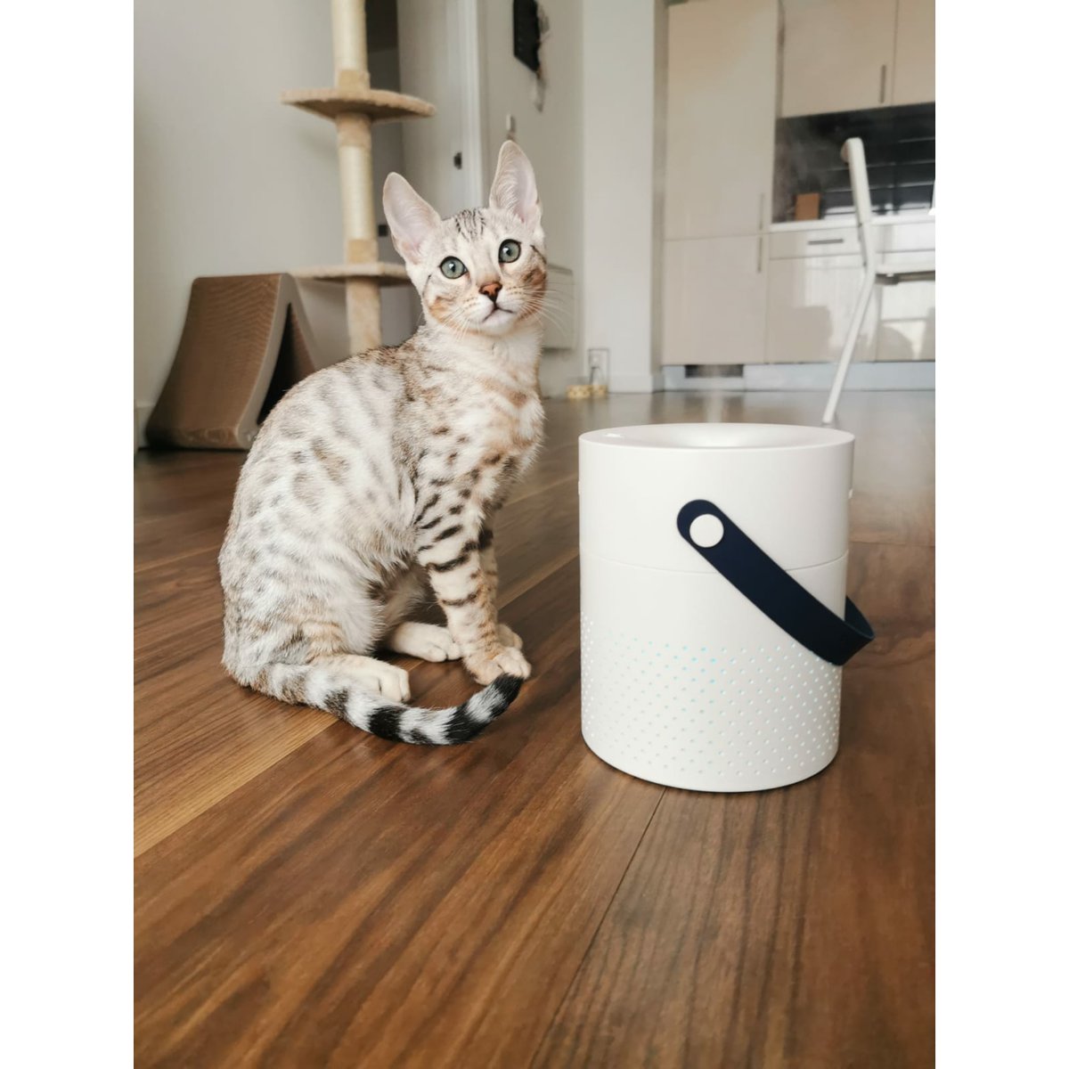 Simbathebengal (@Timetotalktoda1) | Twitter