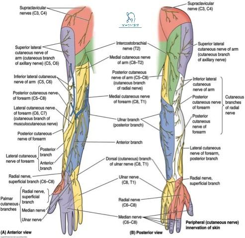 Antecubital Region