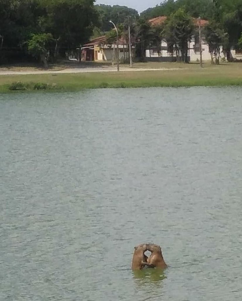 reactions on Twitter: "capybaras kissing in the water https://t.co/nxsJJiVOKq" / Twitter