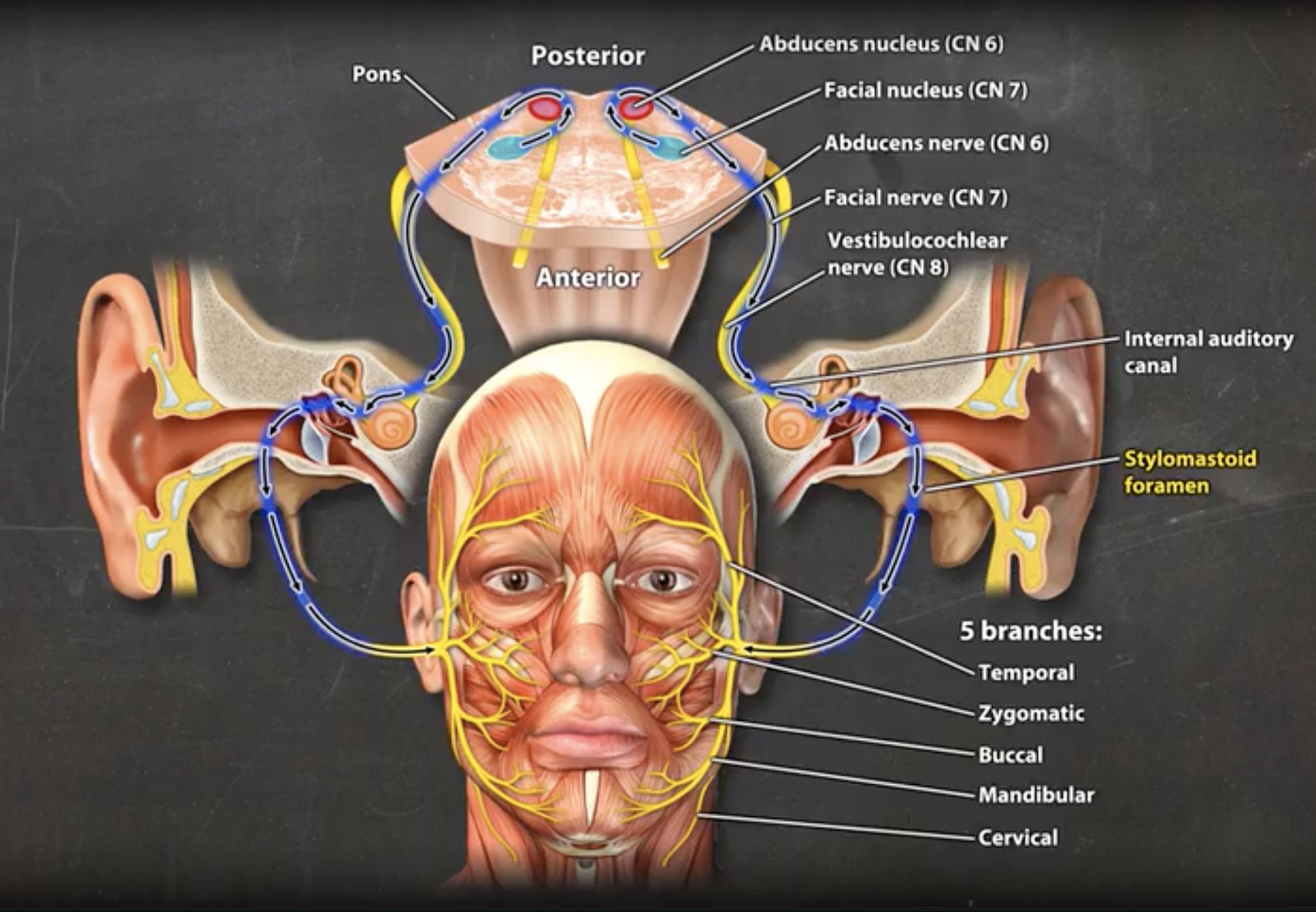 Cranial Nerve 8 Cranial Nerves Case 2 [#DaVinciCases Neuroanatomy 8]