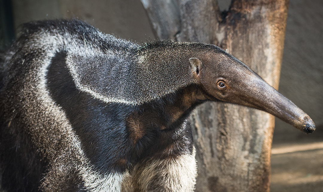 Anteater Teeth