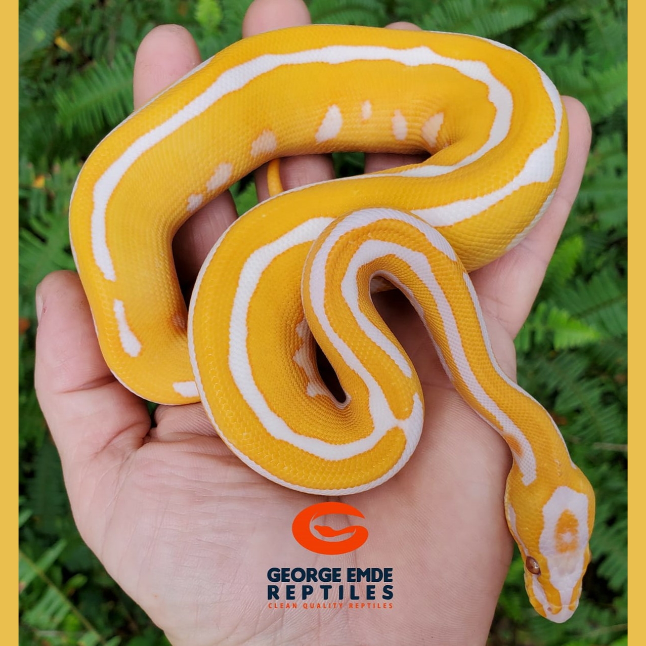 Orange Albino Ball Python