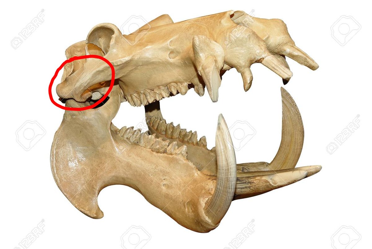 Entelodont Skeleton