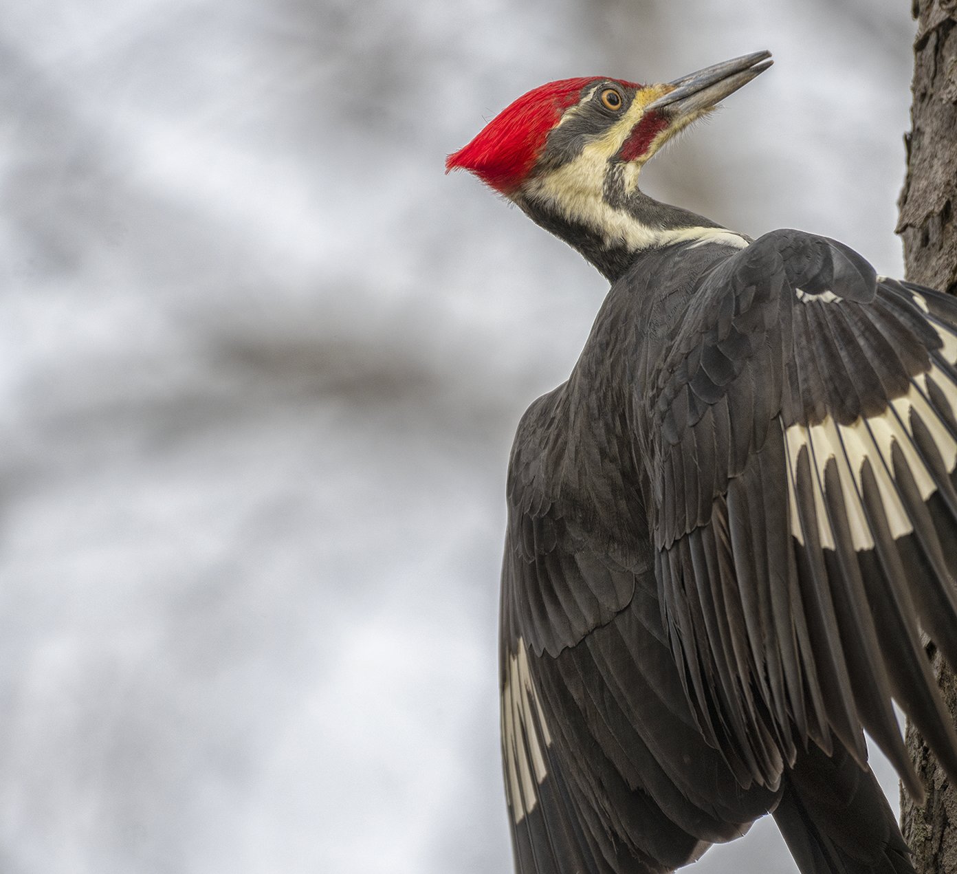 Pileated Woodpecker Wings