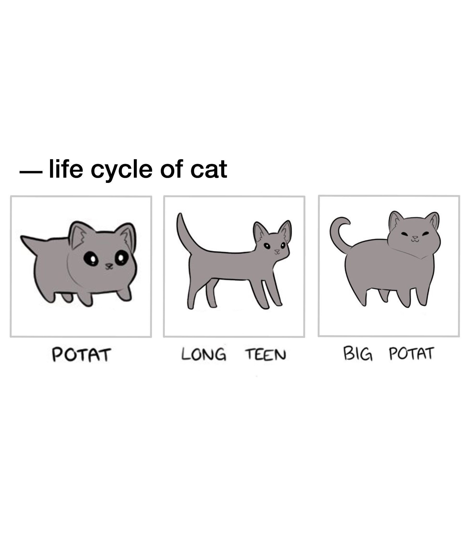 Cat Life Cycle