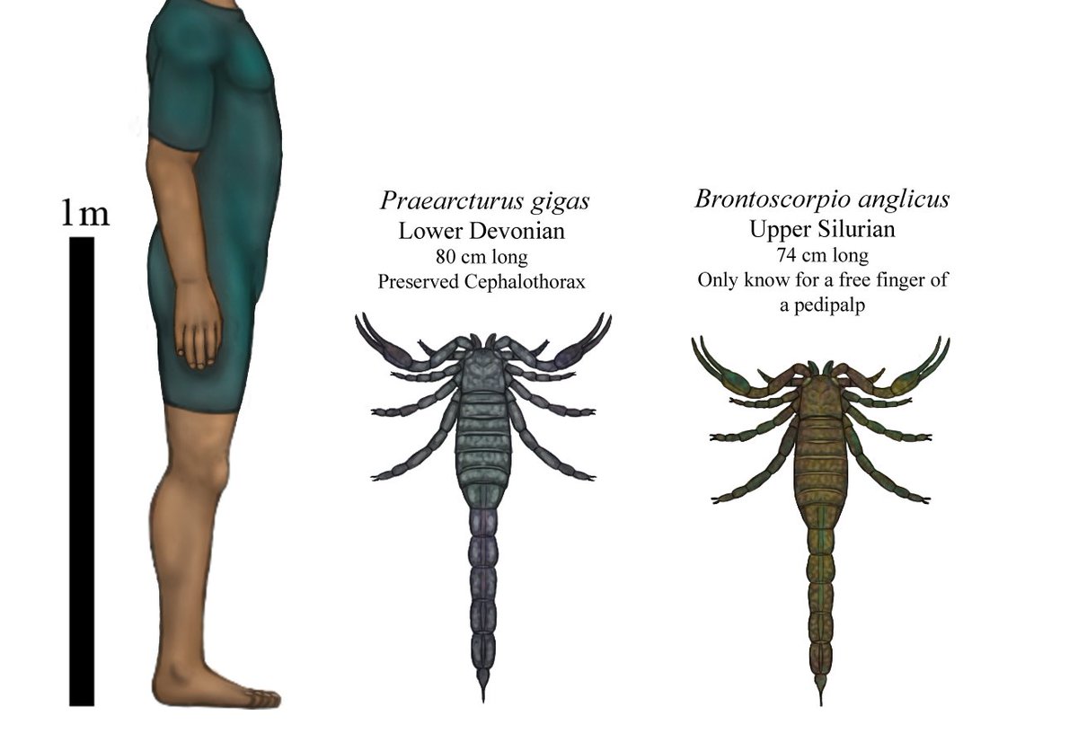 Brontoscorpio Size
