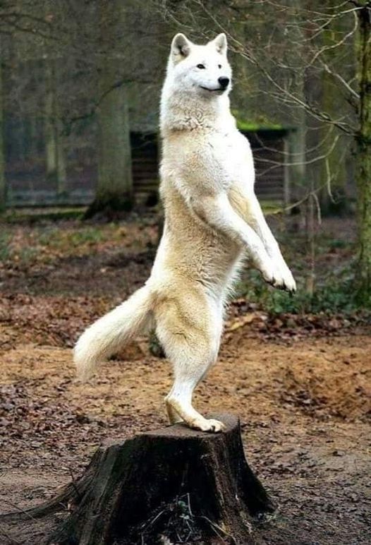 Wolf Standing Like Human