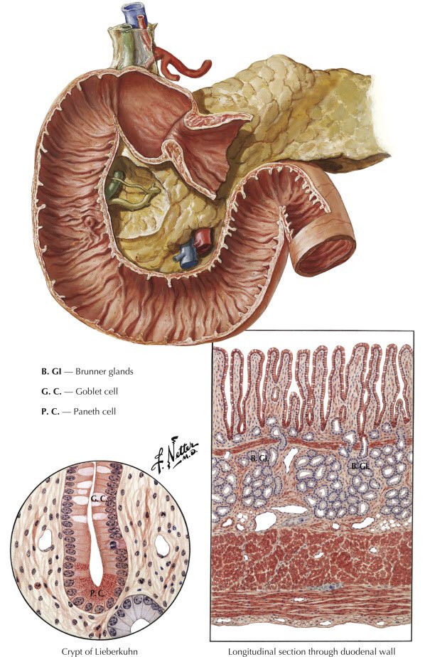 Superior Mesenteric Artery Netter