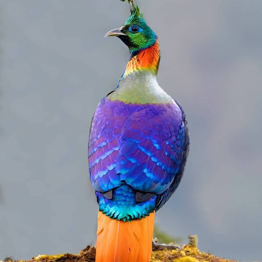 Impeyan Pheasant