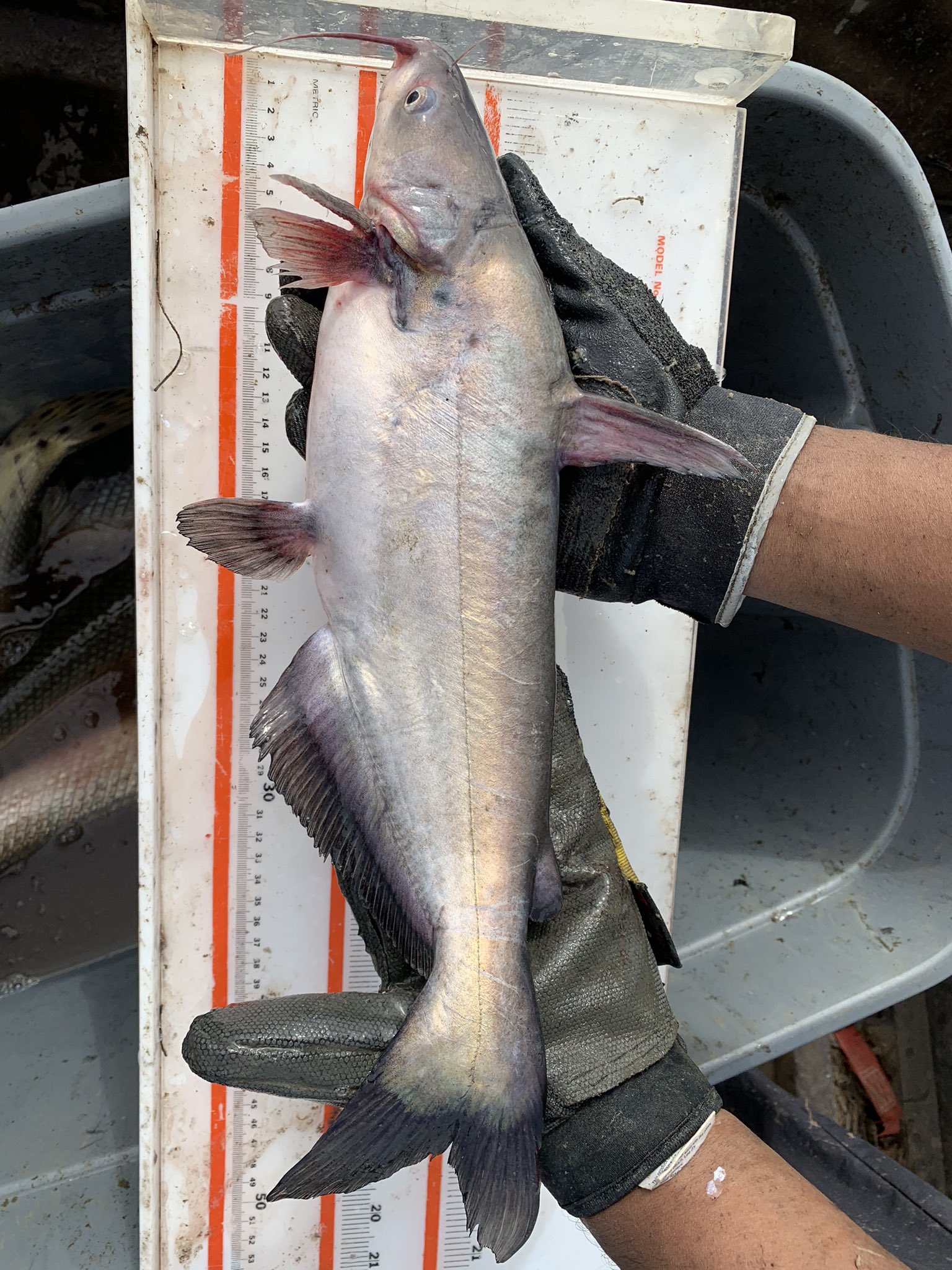Channel Catfish Vs Blue Catfish