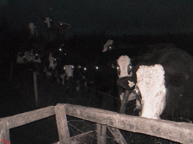 Creepy Cows
