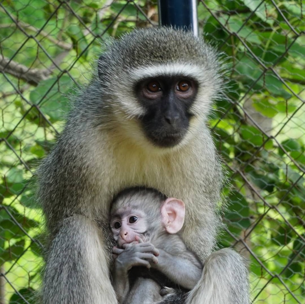 Outreach and Education | Vervet Monkey Foundation