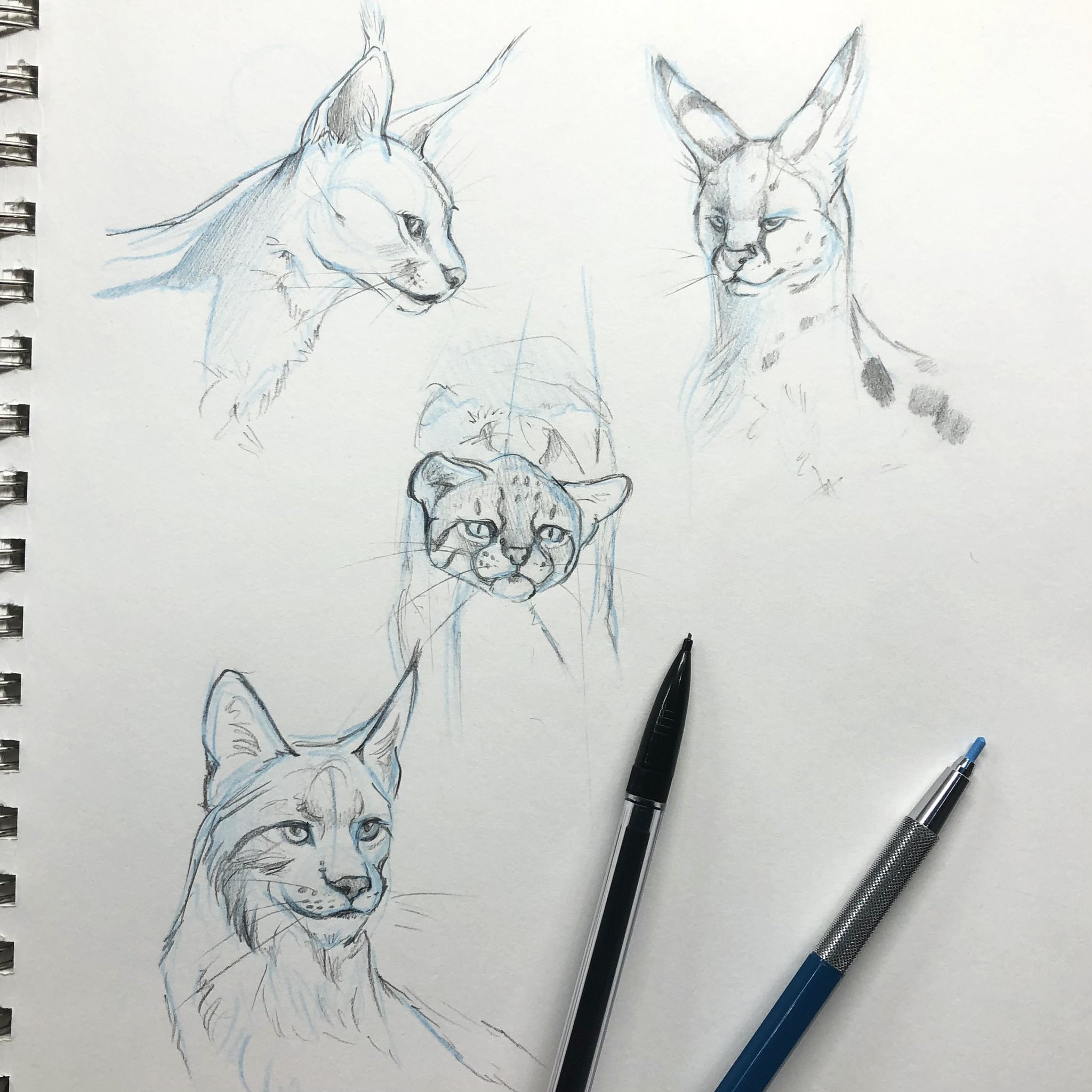 Realistic Wildcat Drawing