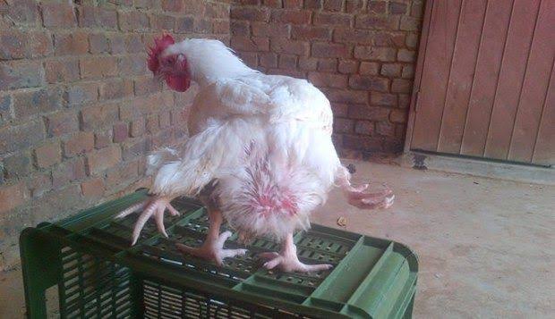 Four Legged Chicken Kfc