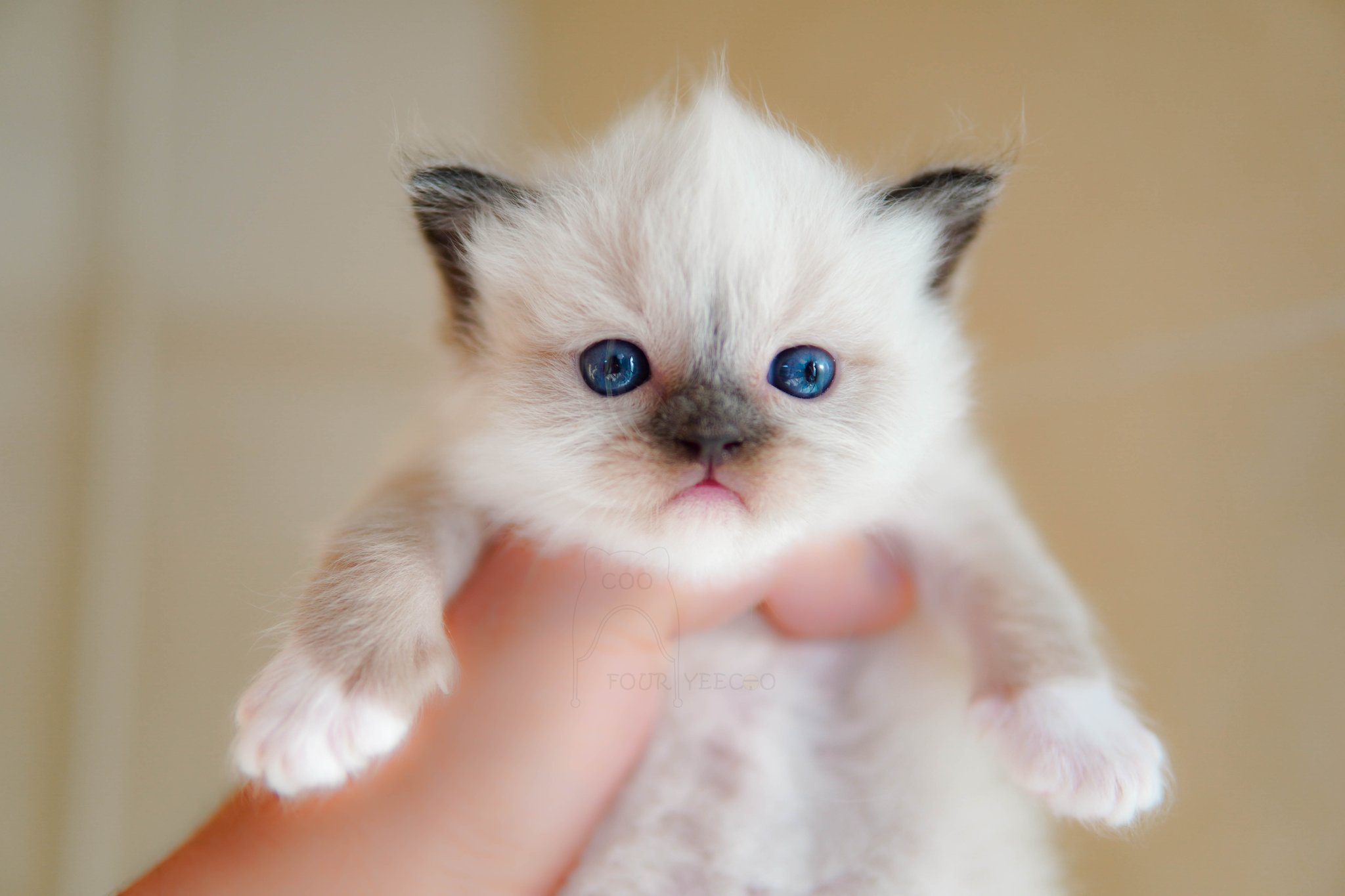 Too Cute Ragdoll Kittens