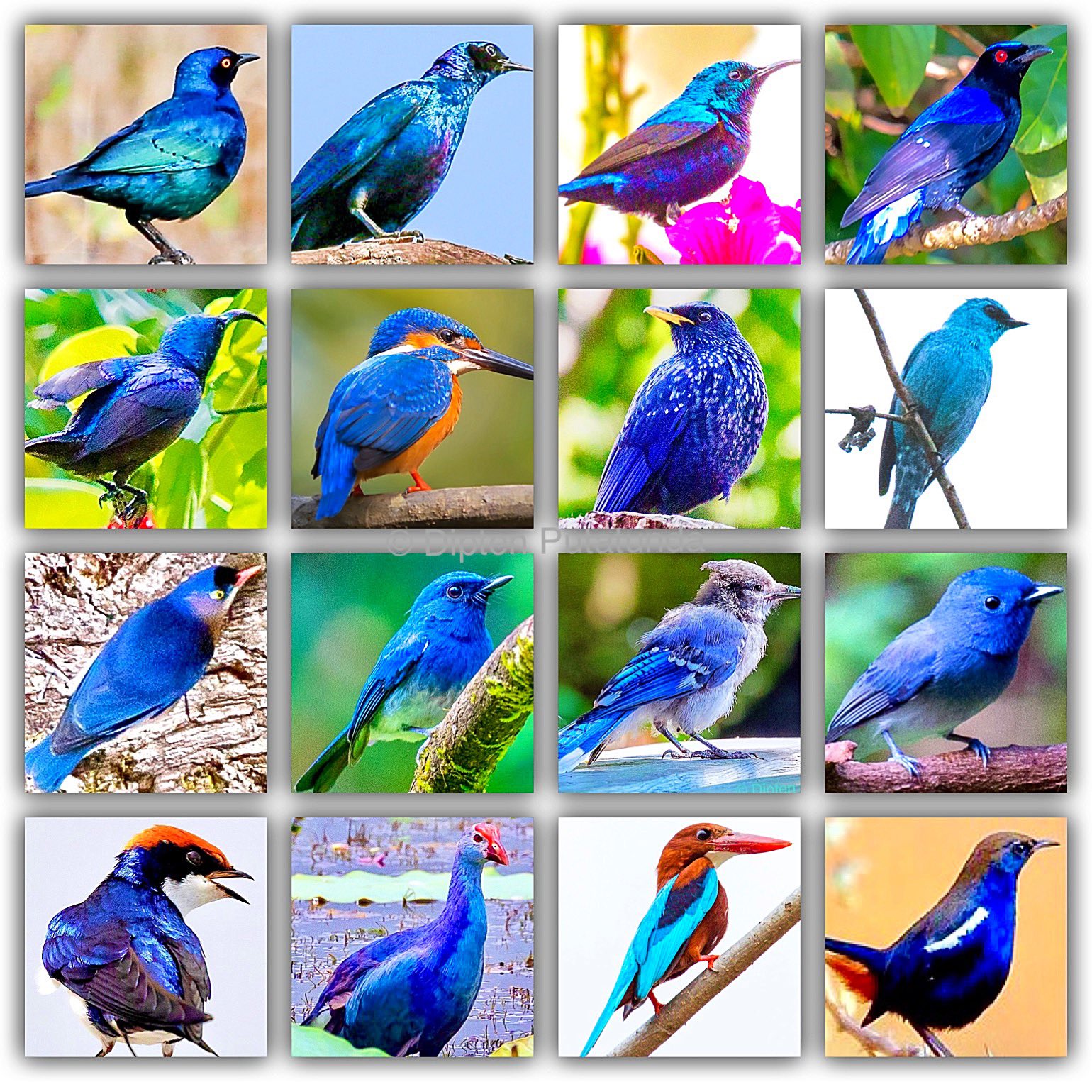 Beautiful Blue Birds
