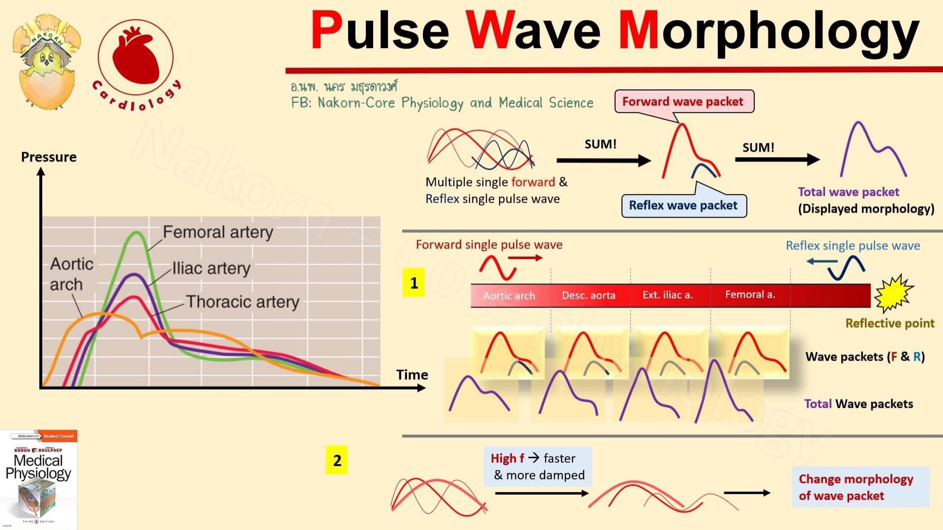 Nakorn-Core Physiology and Medical Science on Twitter: "ตอนสุดท้ายย 🌵ตอนที่ 3 : สรุป & แถม! ผล ...