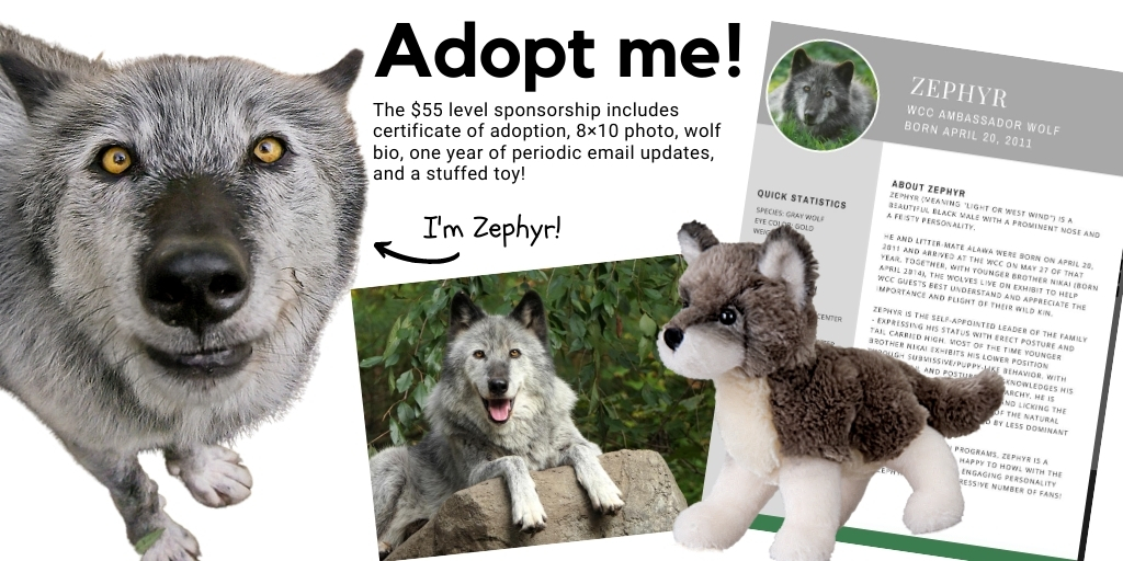 Werewolf Eye Color Meaning