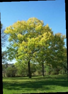 how to prune hackberry tree / Twitter