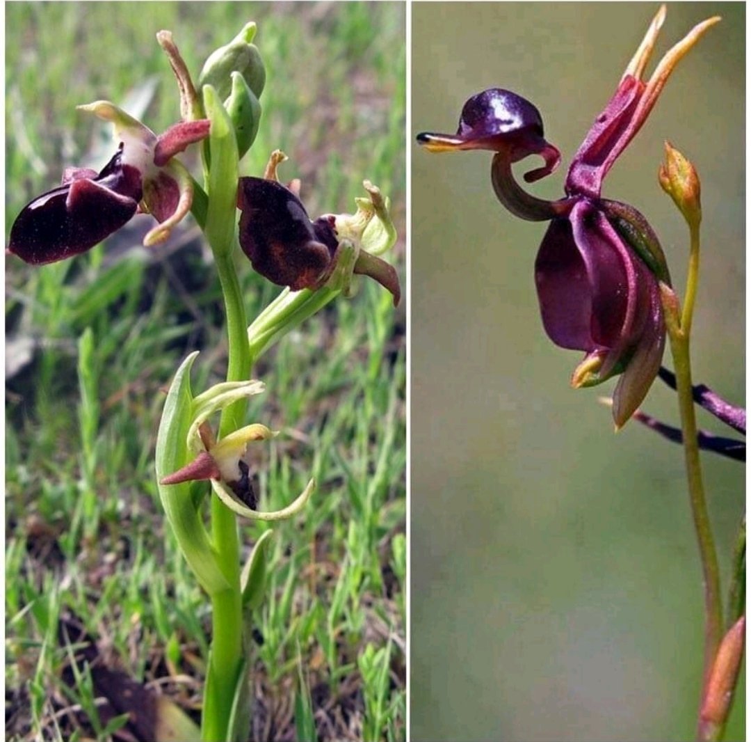 Narmin (@iamnarmii) | Twitter