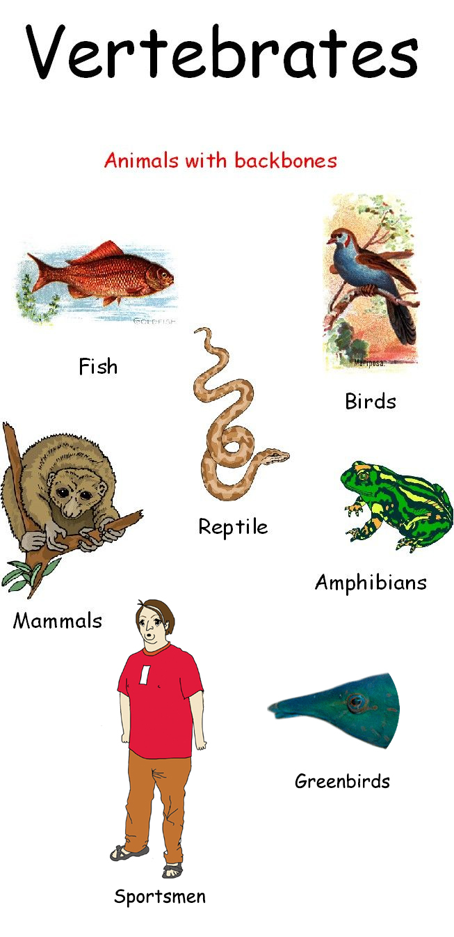Vertebrate Examples