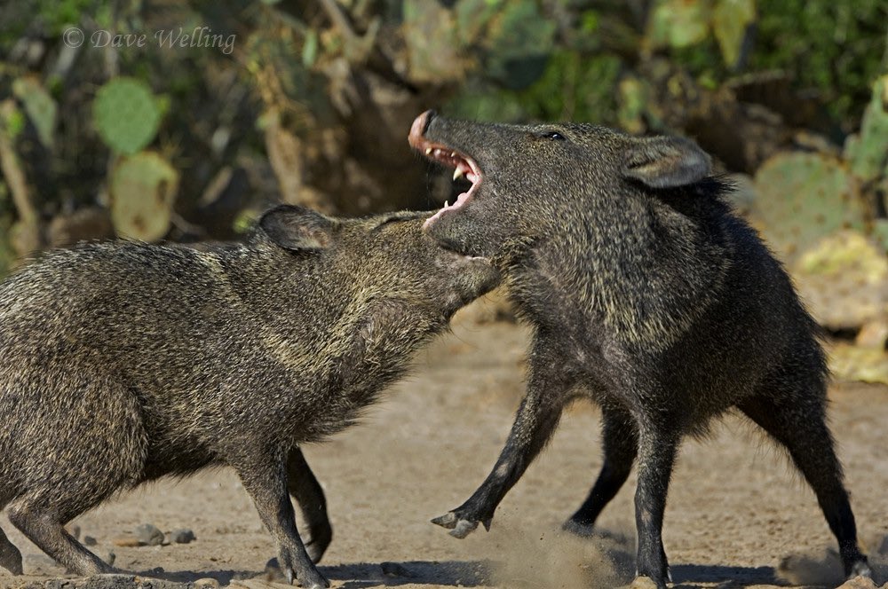 Javelina Bite