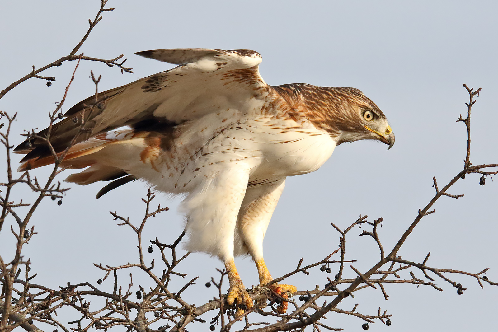 Red Tailed Hawk Perched