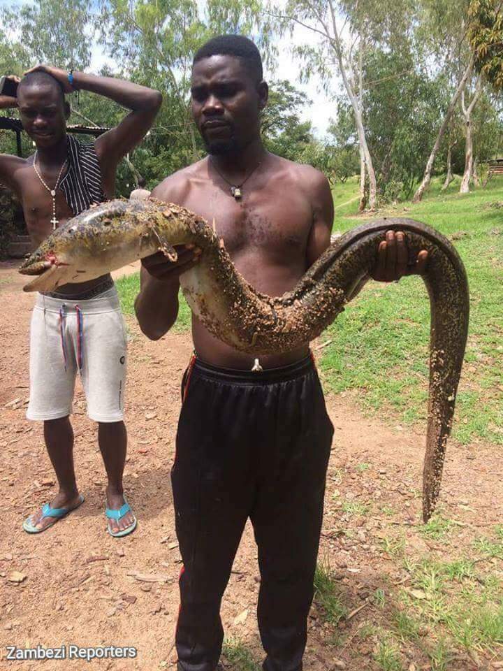 Snake Like Fish