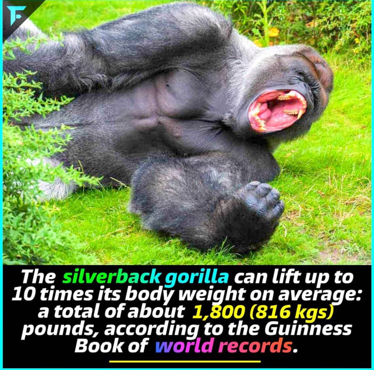 Silverback Gorilla Lifting Weights