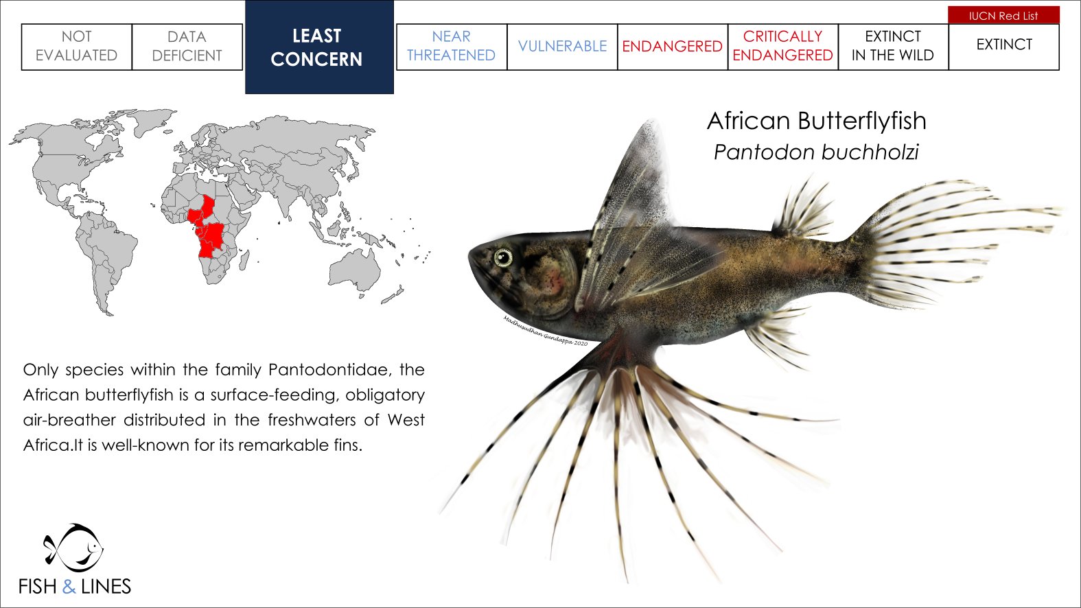 African Butterfly Fish