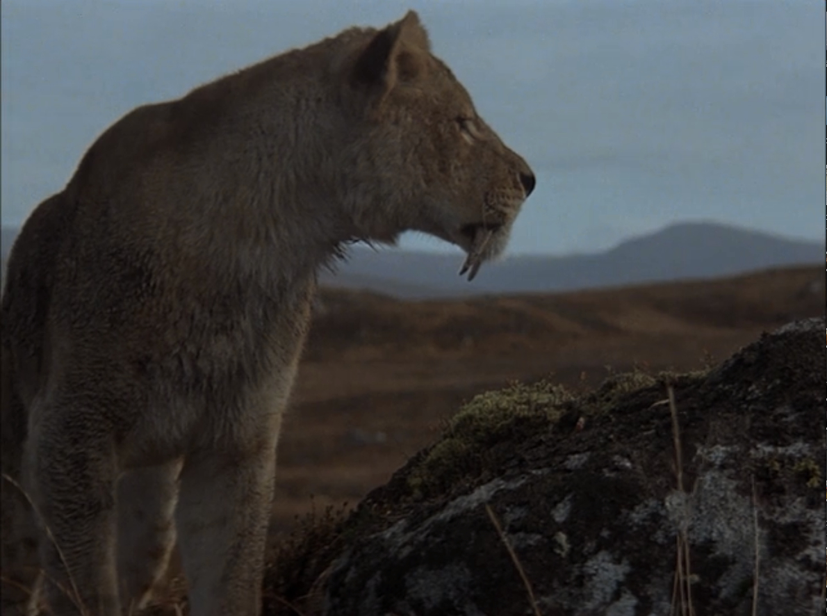 Walking With Beasts Cave Lion