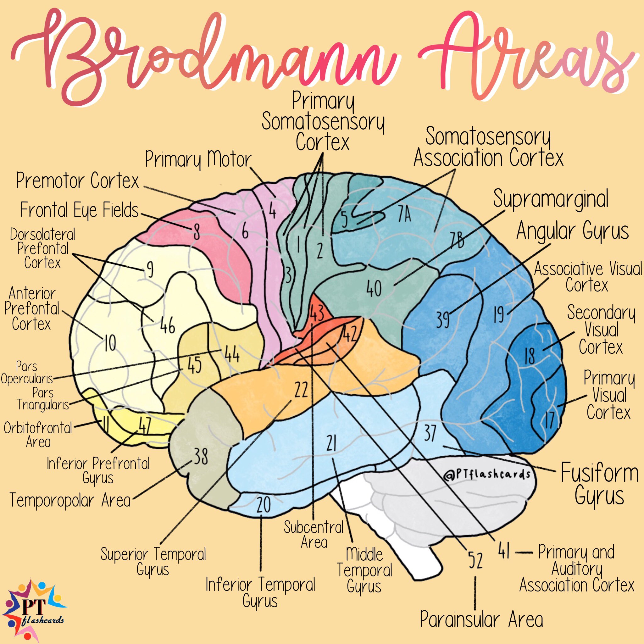 Brodmann Areas Of The Brain: Anatomy And Functions, 55% OFF