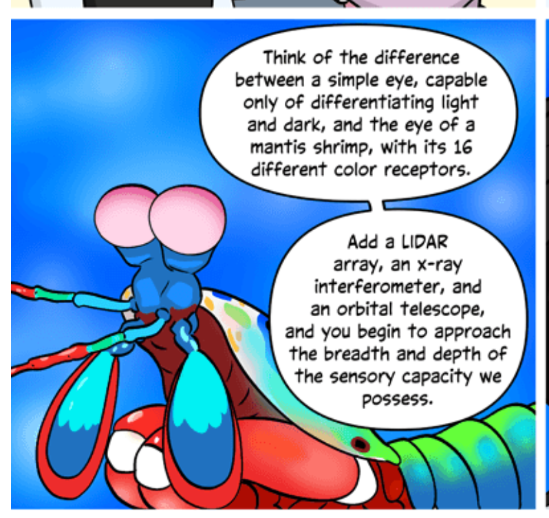 Peacock Mantis Shrimp Comic