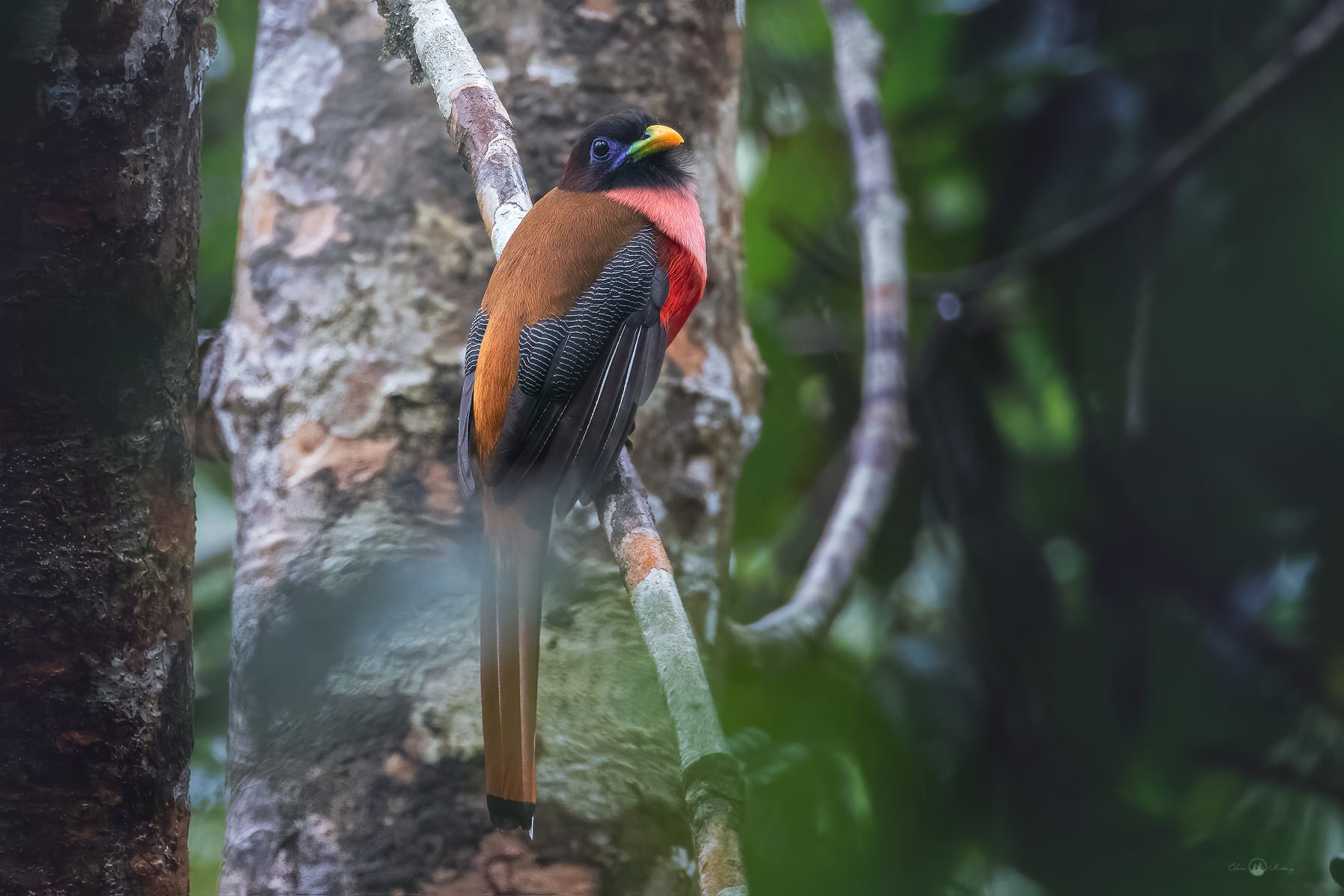Ibong Adarna In 2020 With Images Ibong Adarna