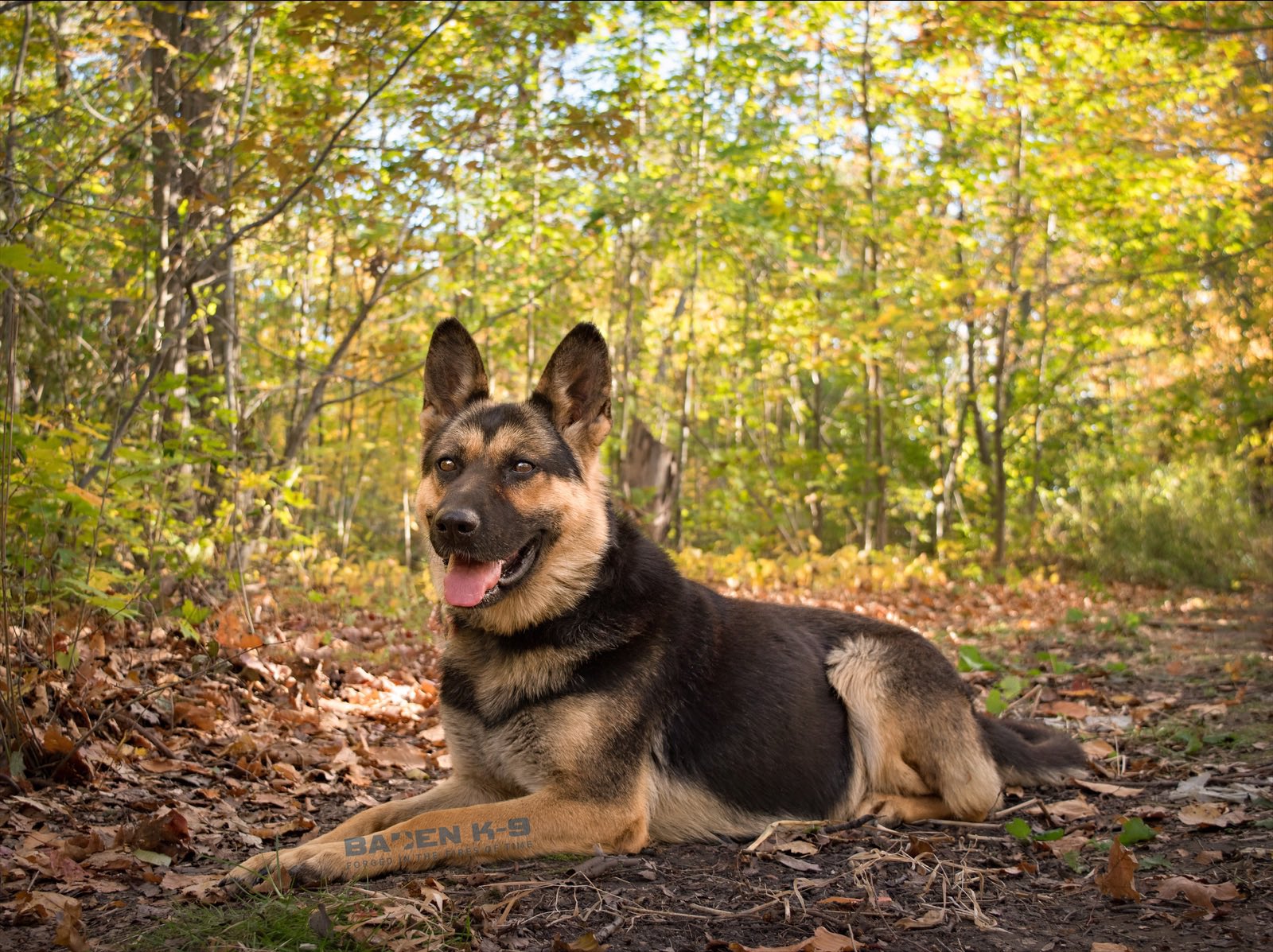 K9 Training Quotes The Cost Of Running A K9 Unit: Budgets And