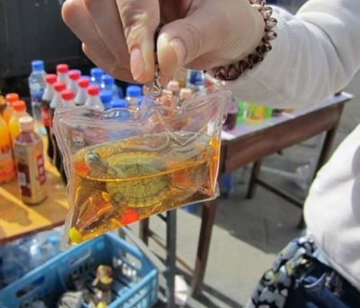 Live Fish Keychain Official | www.pinnaxis.com