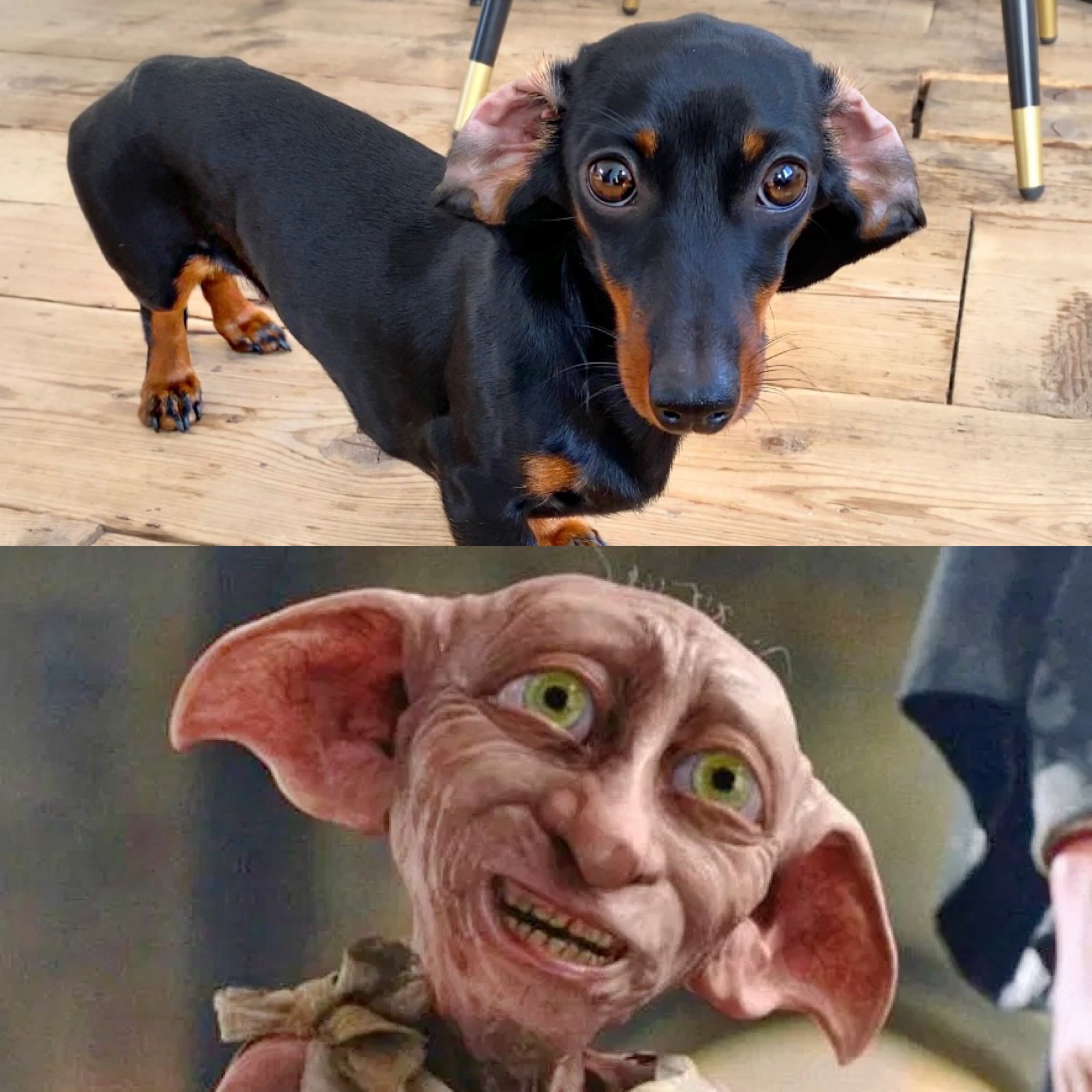 Dobby Harry Potter Look