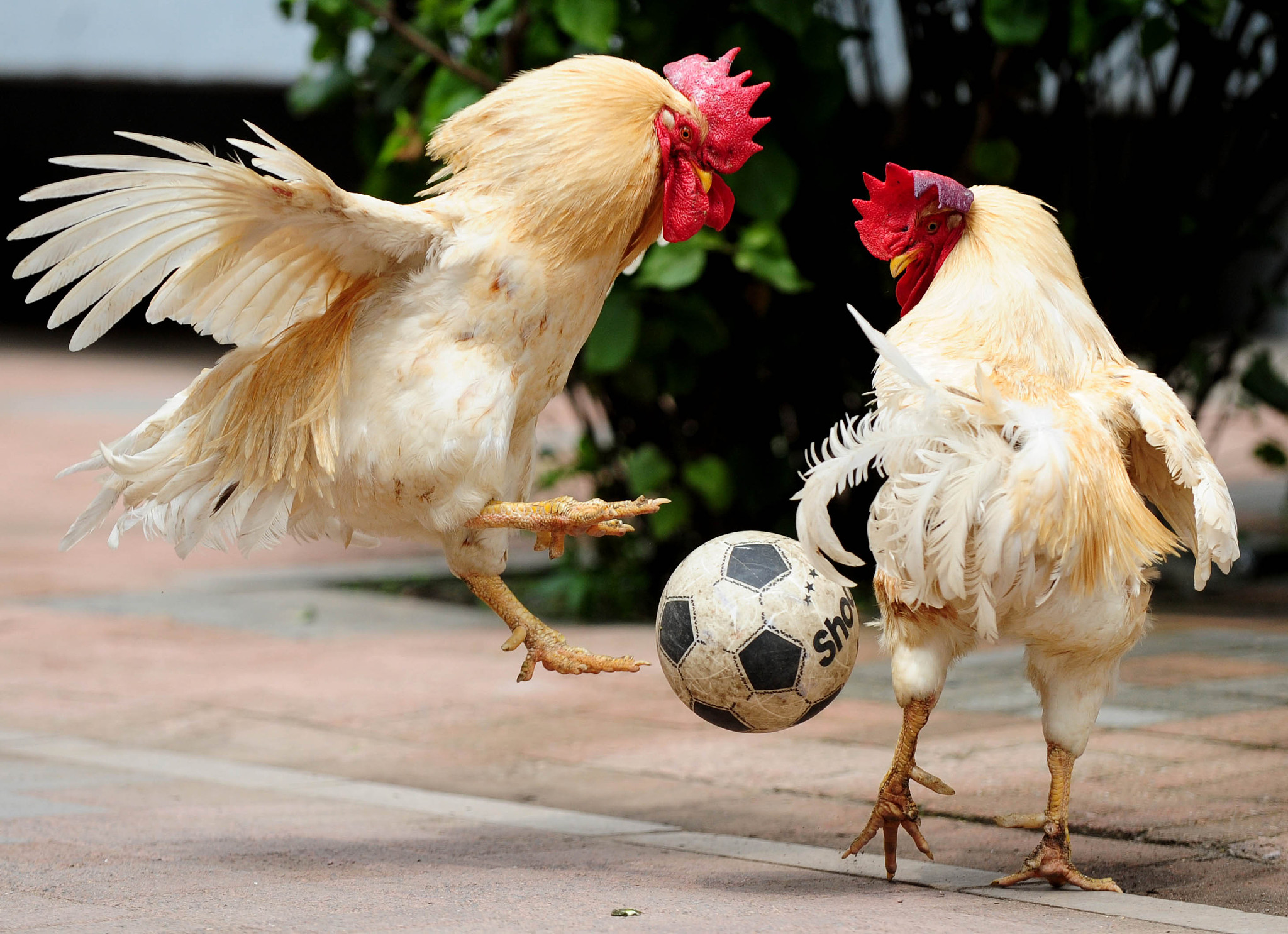 Chicken Playing Football