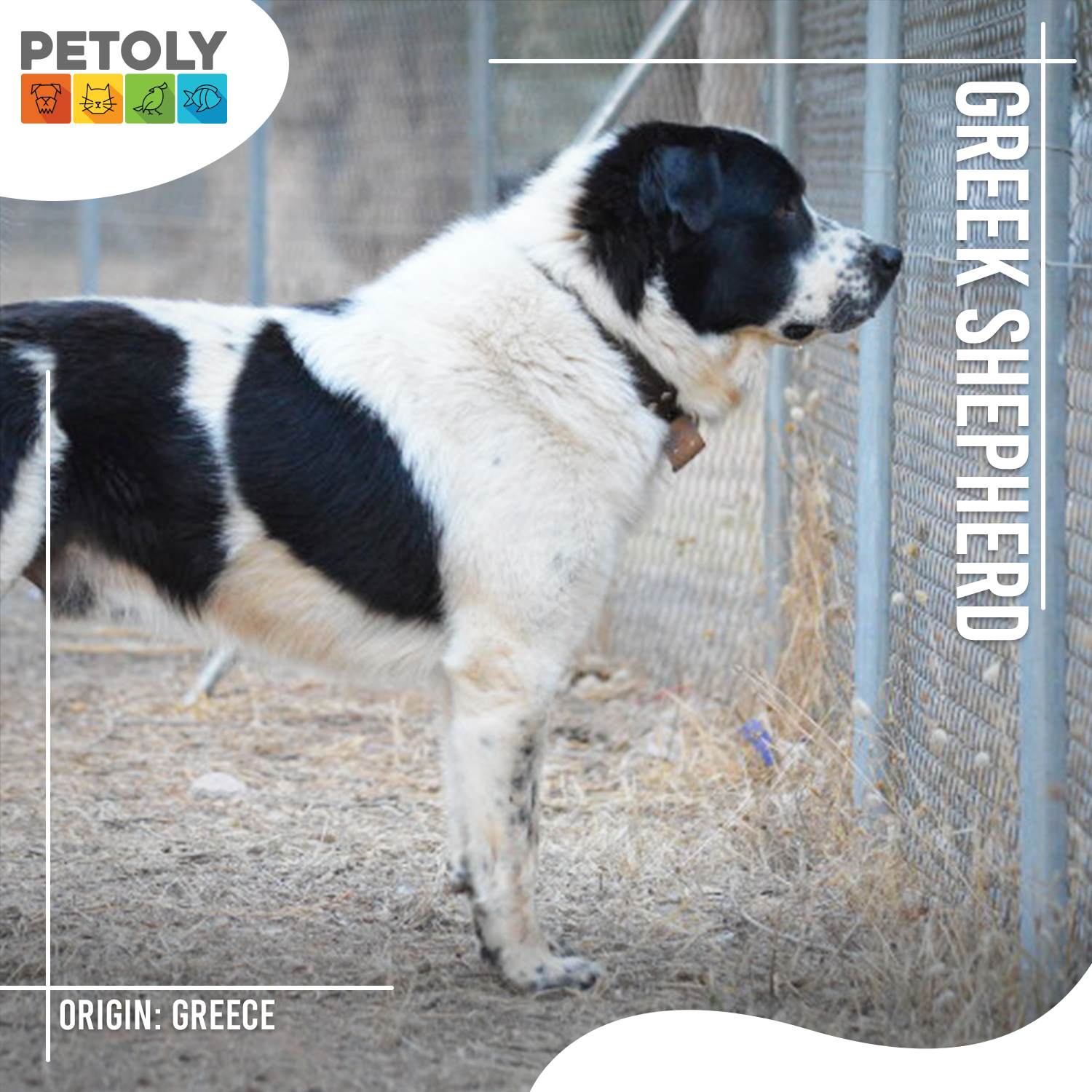 What Color Are Greek Shepherd Dogs