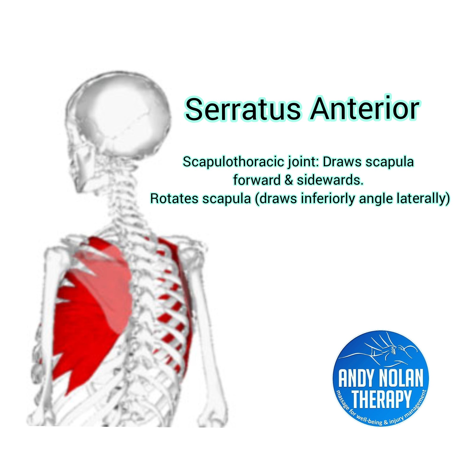 Serratus Posterior And Anterior