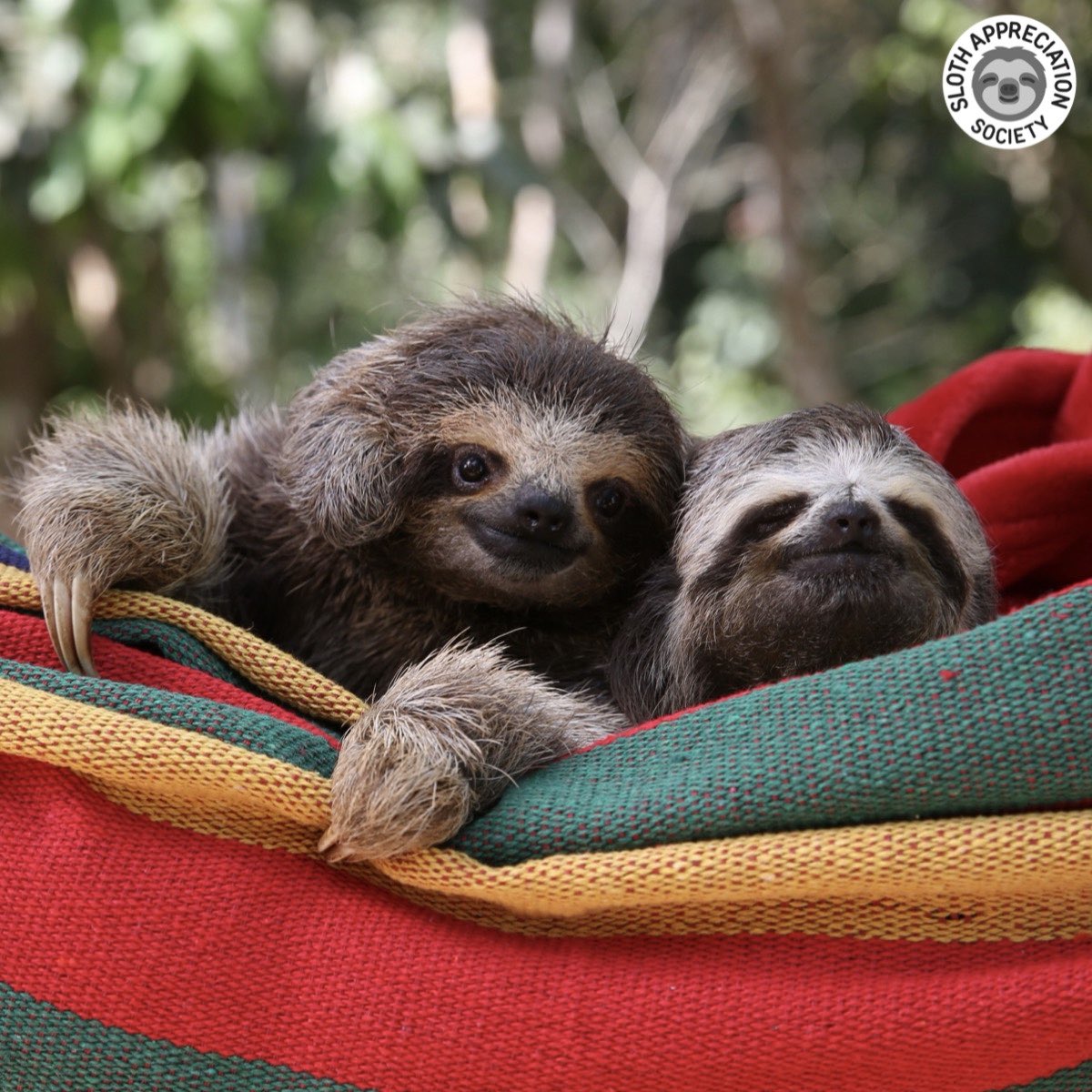 Baby Sloths Cuddling