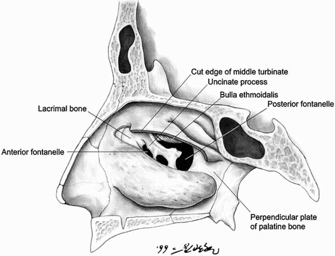 Pancreas Anatomy Uncinate