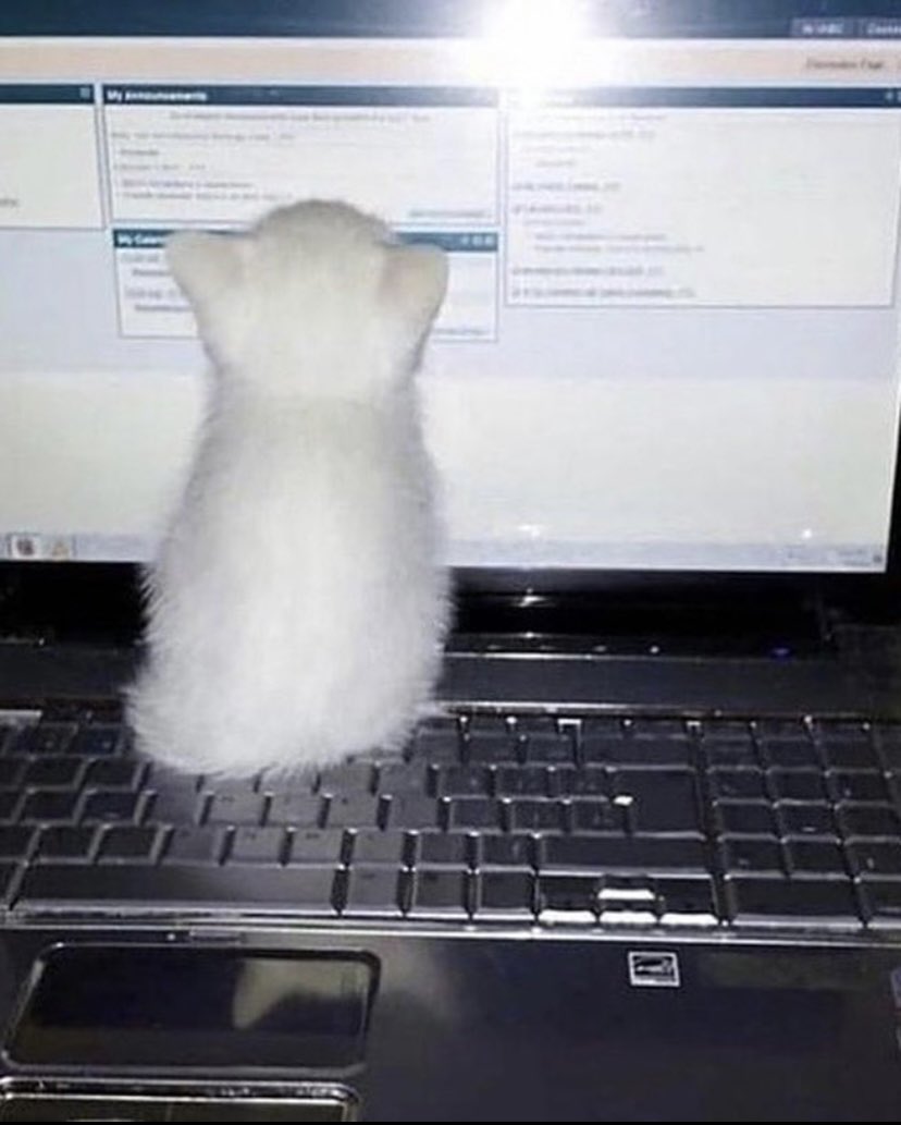 Kitten Typing