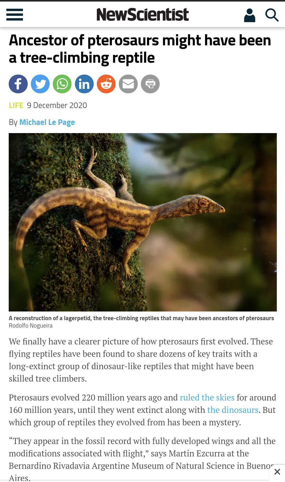 First Reptiles Appear