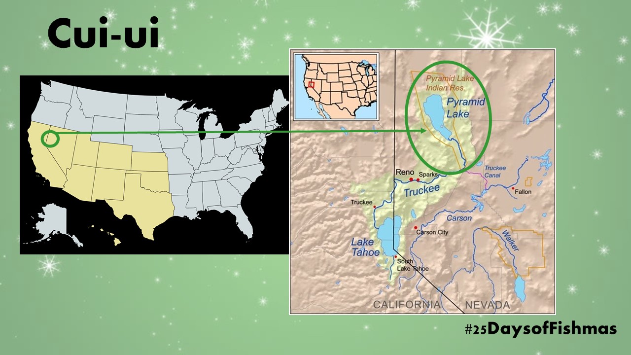Katie O'Reilly on Twitter: "In recent years, cui-ui numbers have increased thanks to regulation ...