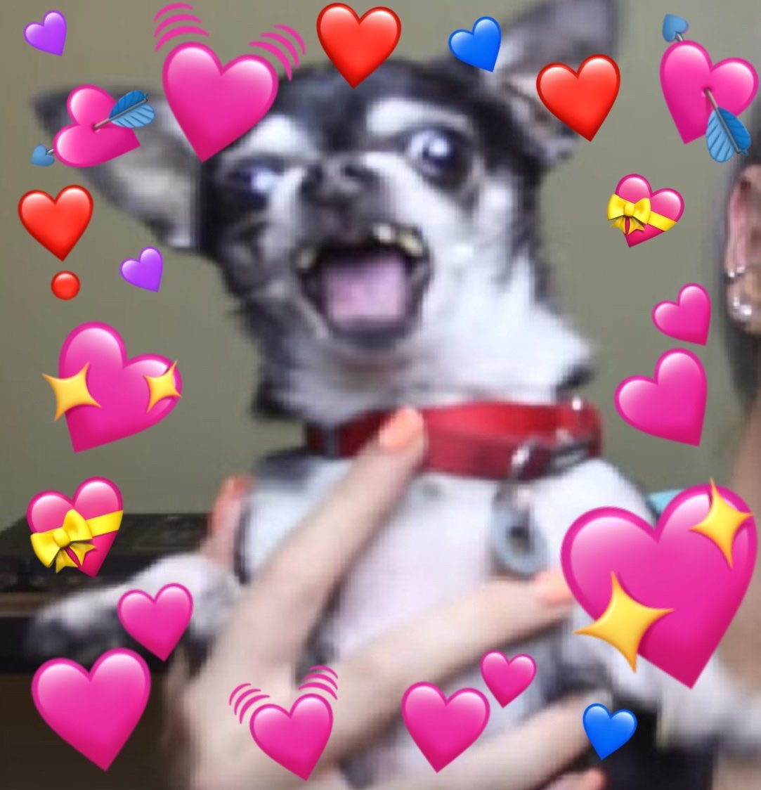 Kermit The Dog Smiling Jenna Marbles Jenna Marbles Store 2025 Italian