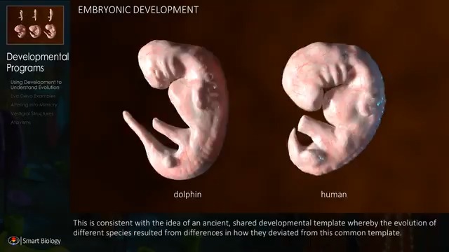 Embryo Development Comparison